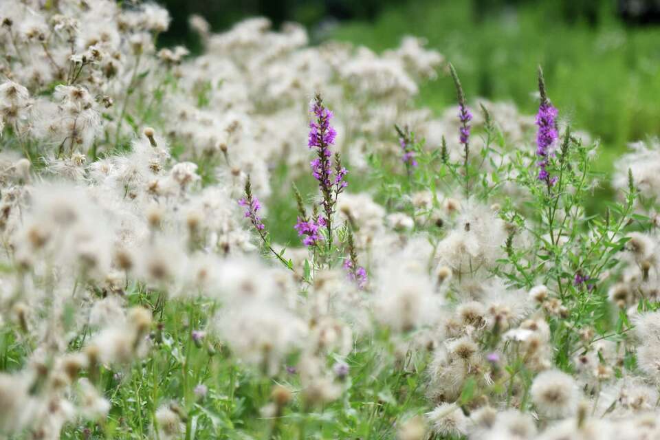 Invasive plants to look out for this spring in Connecticut