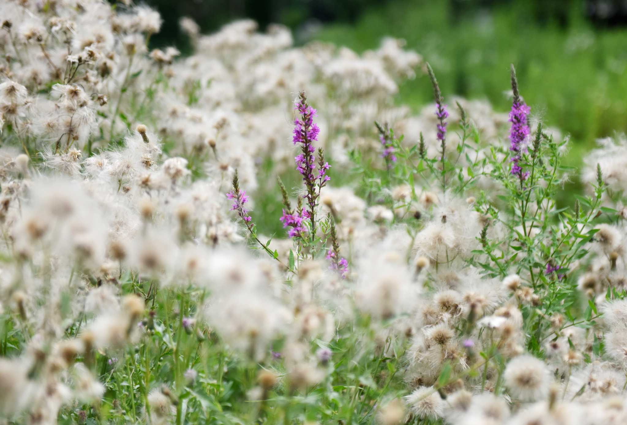 Invasive plants to look out for this spring in Connecticut