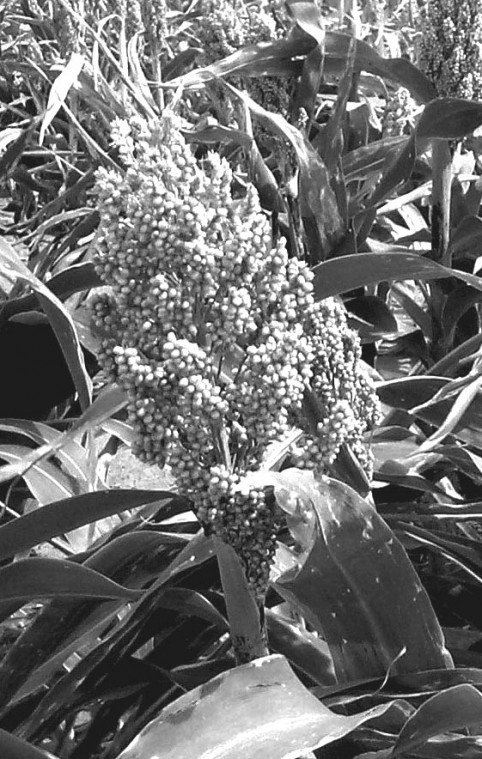 Sorghum harvest drawing to a close