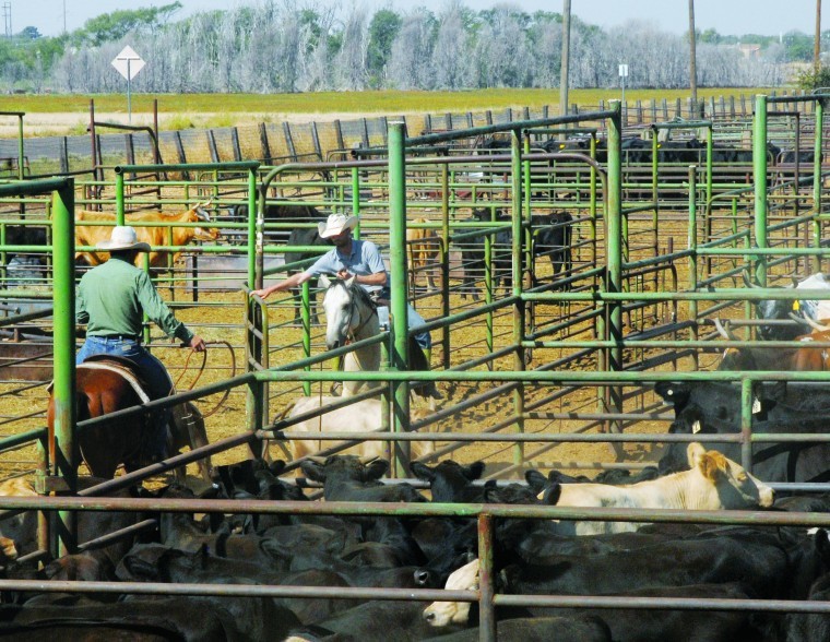 Cattle recovery seen on horizon