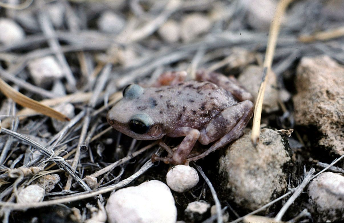 Wild About Texas: Cliff Chirping Frog