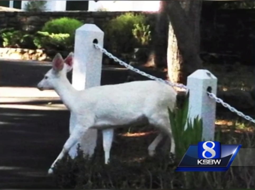 Beautiful pure white deer spotted in Monterey park
