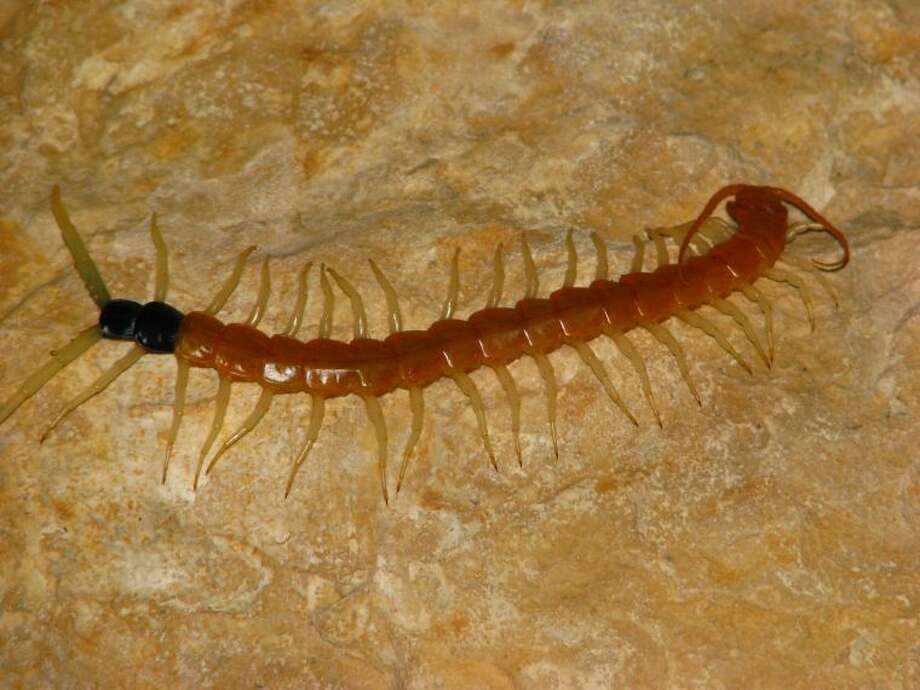 Wild About Texas: Giant Red-headed Centipede - Plainview Daily Herald