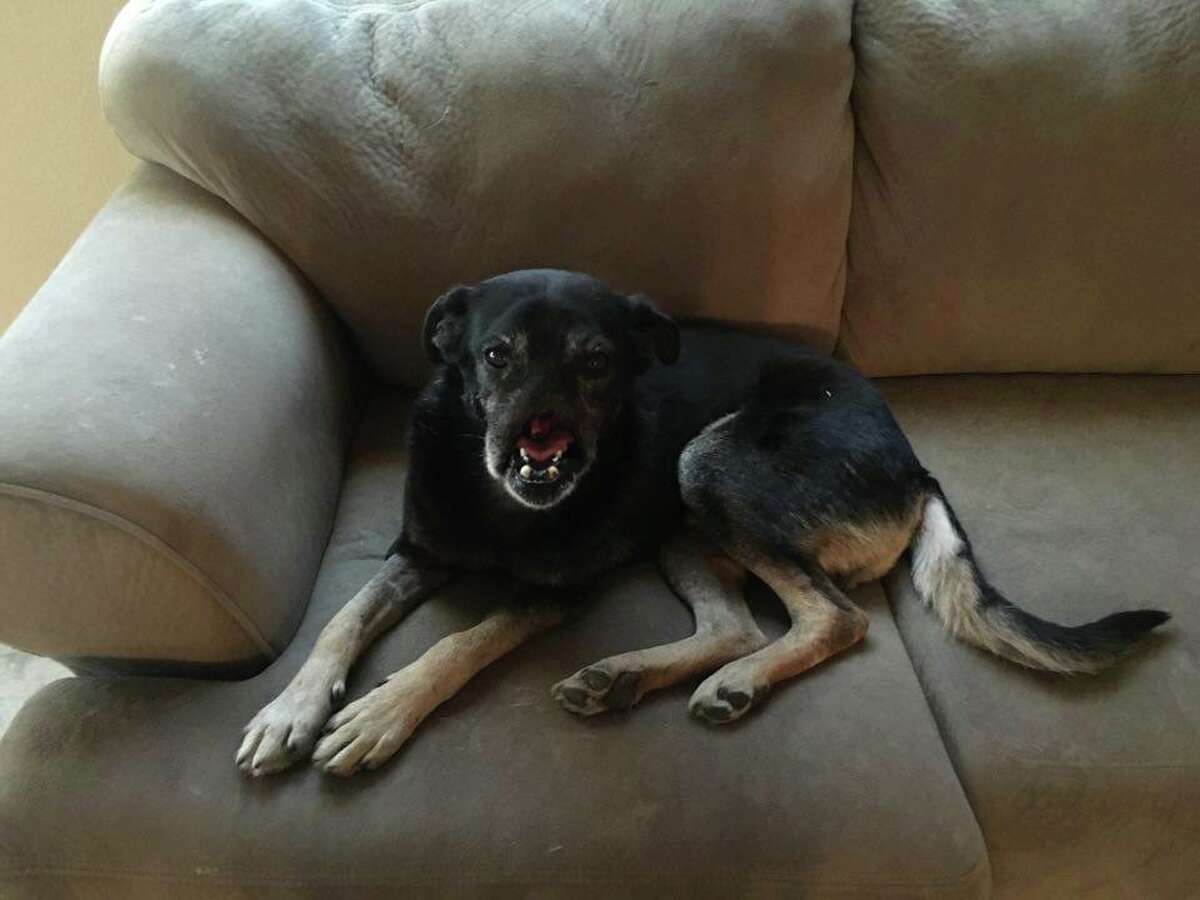 Tortured dog whose nose was cut off in Egypt finally gets a forever ...