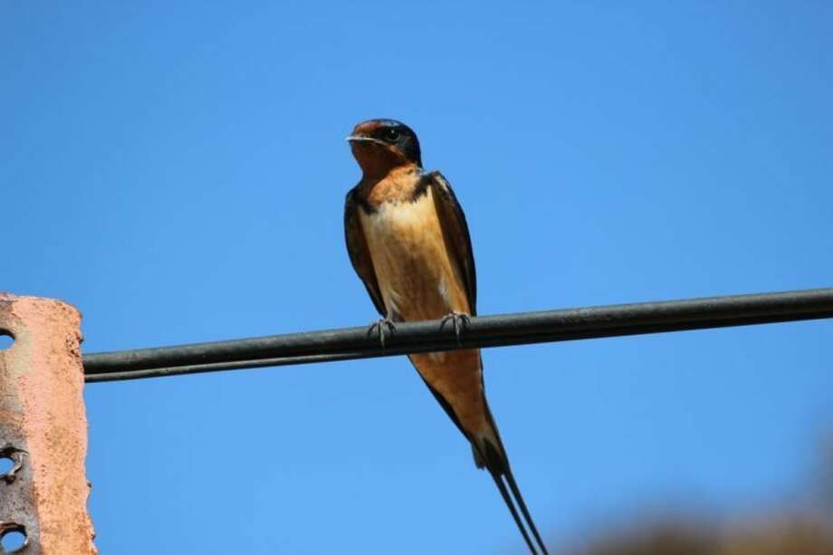 Wild About Texas: Barn swallow - Plainview Herald