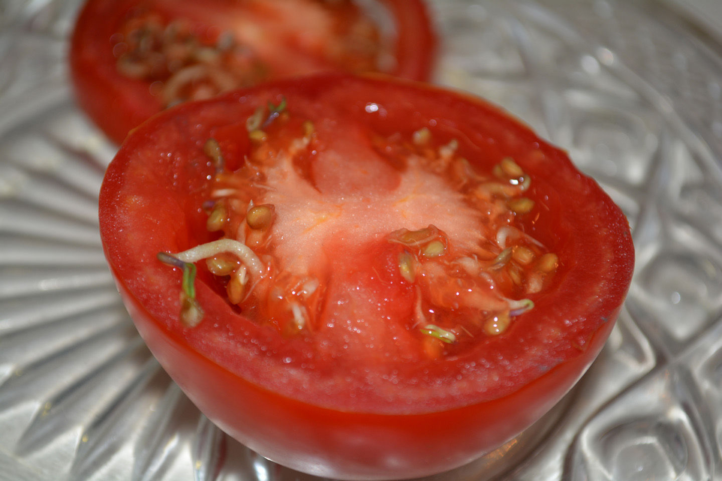 Sprouting tomato