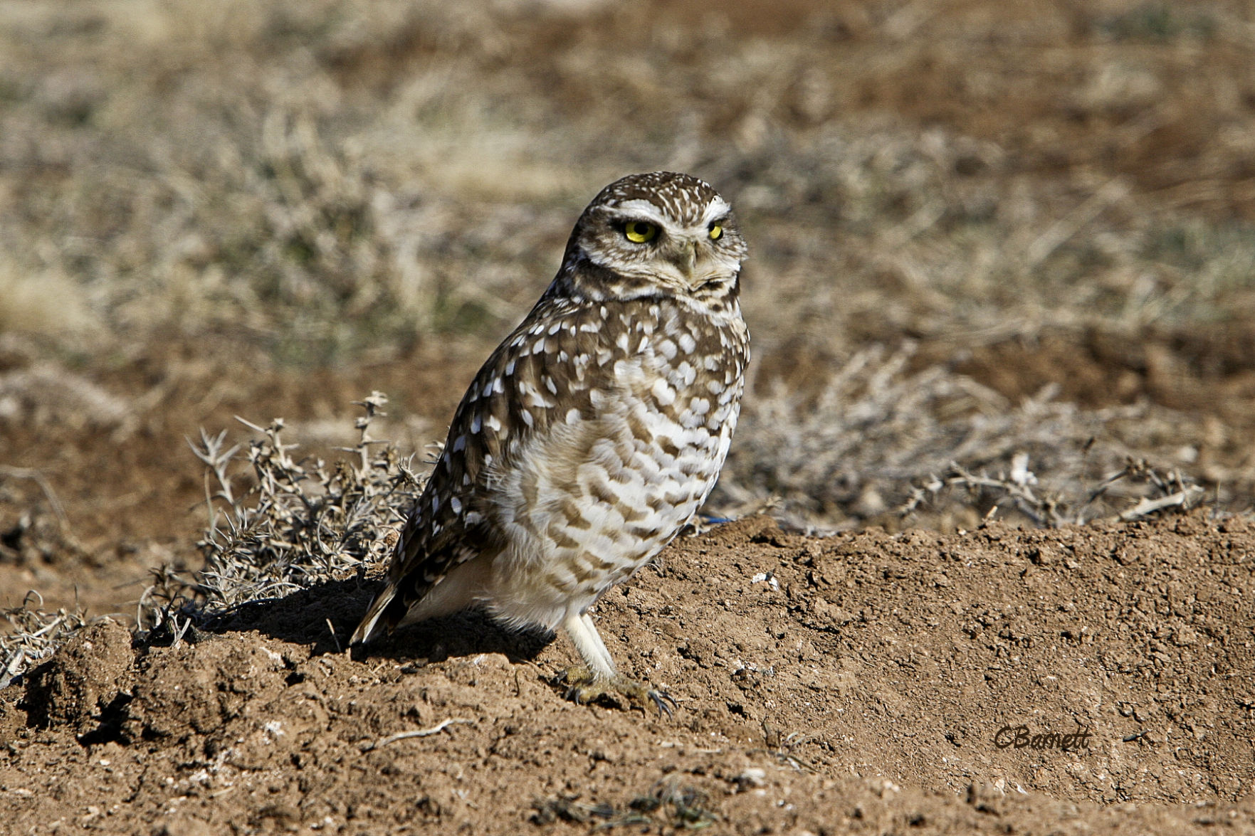 Readers Page Owl on the Prowl