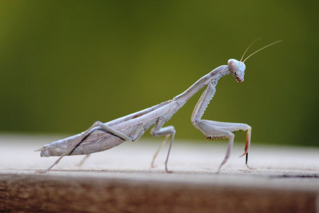 Wild About Texas: Praying Mantis 11-26-14
