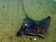 Bat rays die after getting into Bay Area salt ponds
