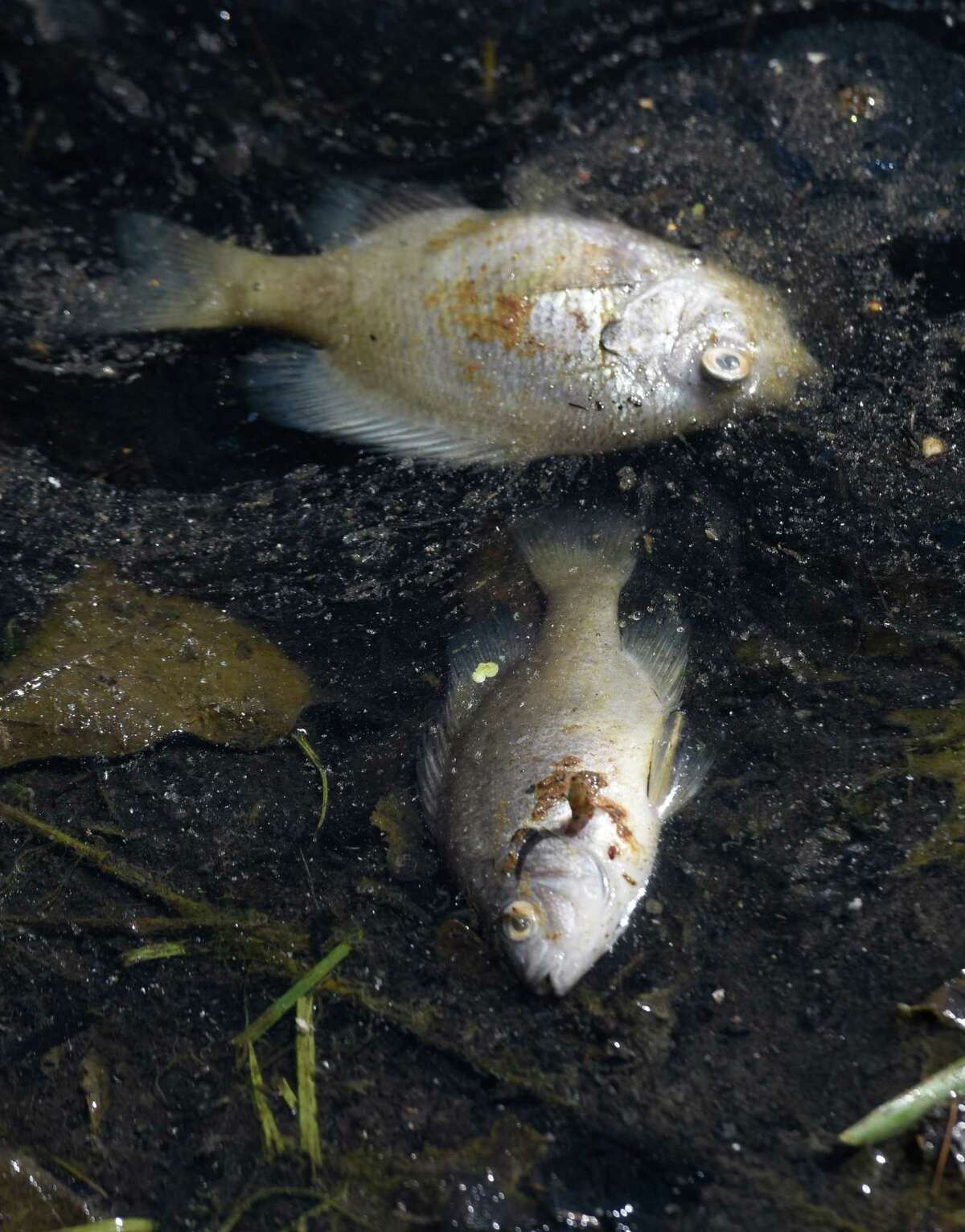 Greenwich’s Binney Pond carp death blamed on salt water