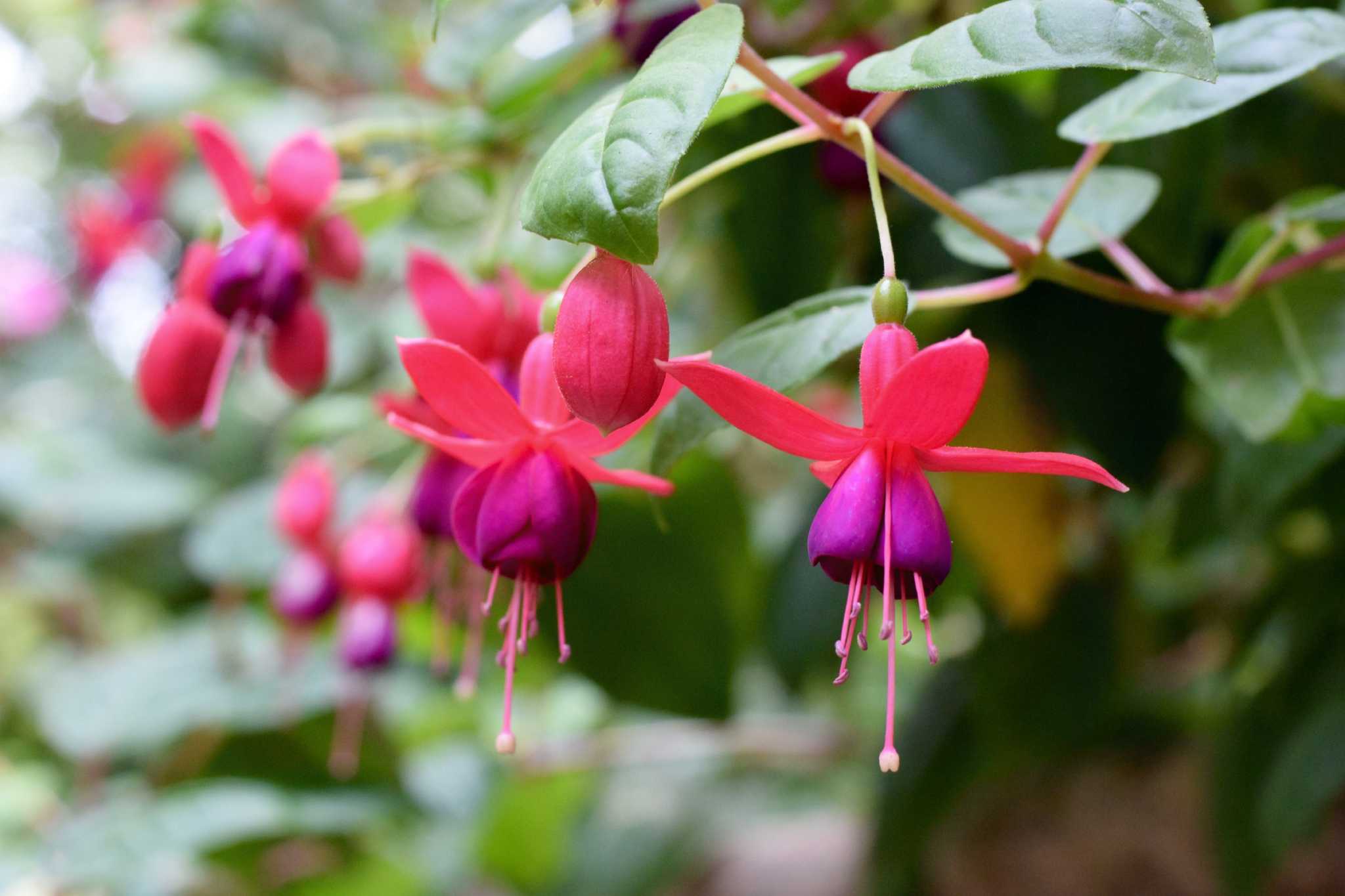 Gardener's Notebook: Keeping fuchsias happy