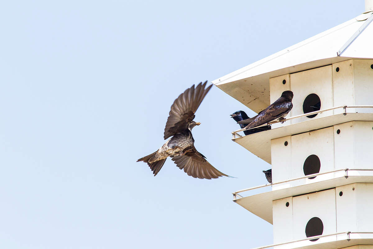 Purple martins gather before flying south