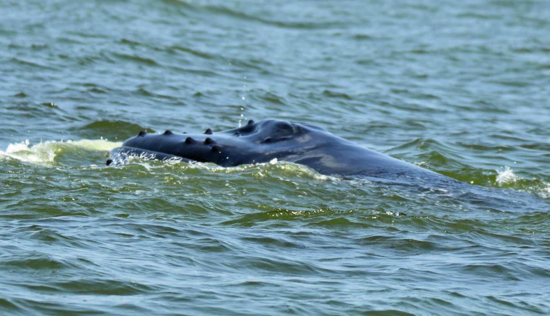 Whales spotted off Norwalk, Stamford, Greenwich
