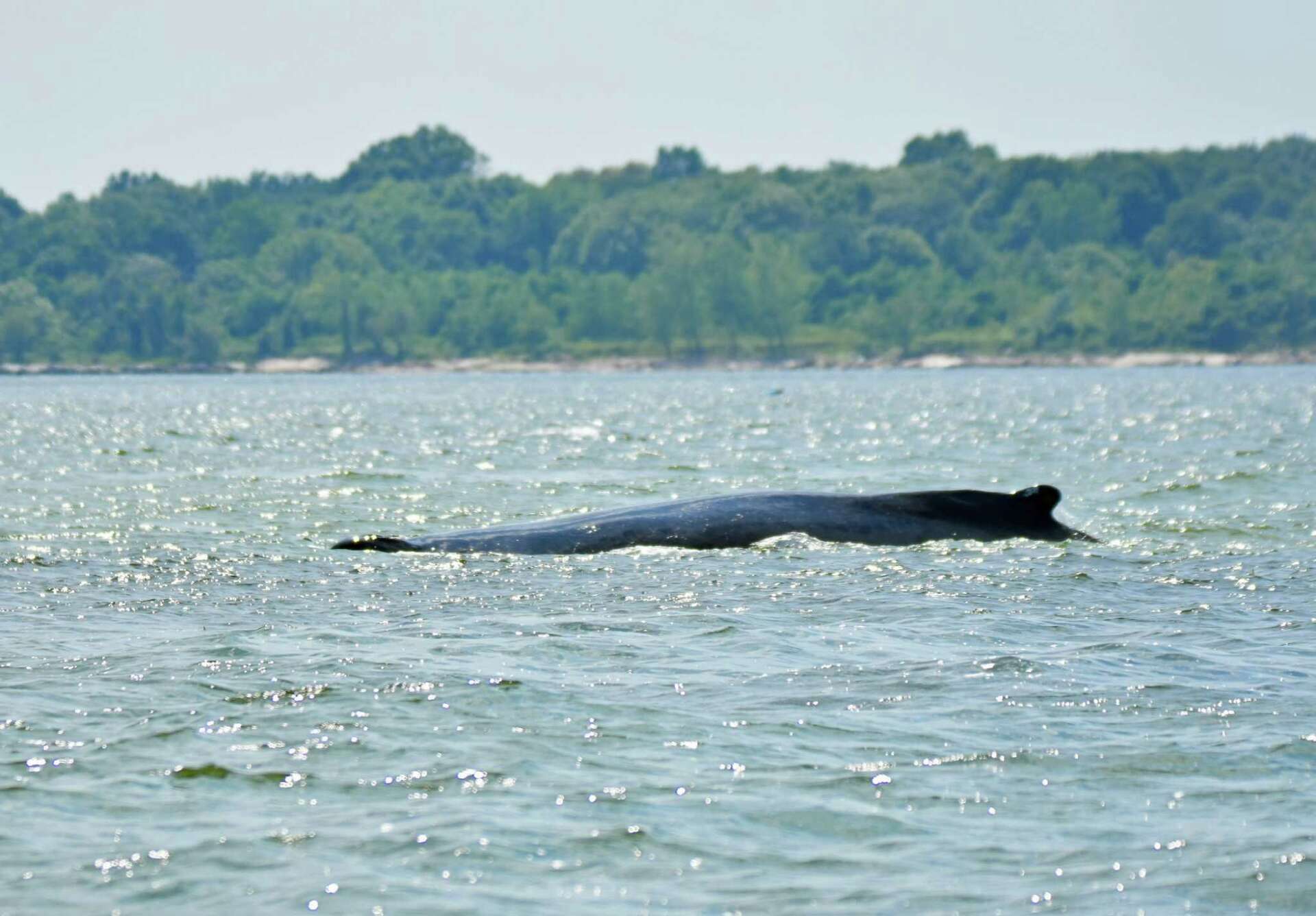 Whales spotted off Norwalk, Stamford, Greenwich