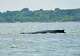 Whales spotted off Norwalk, Stamford, Greenwich