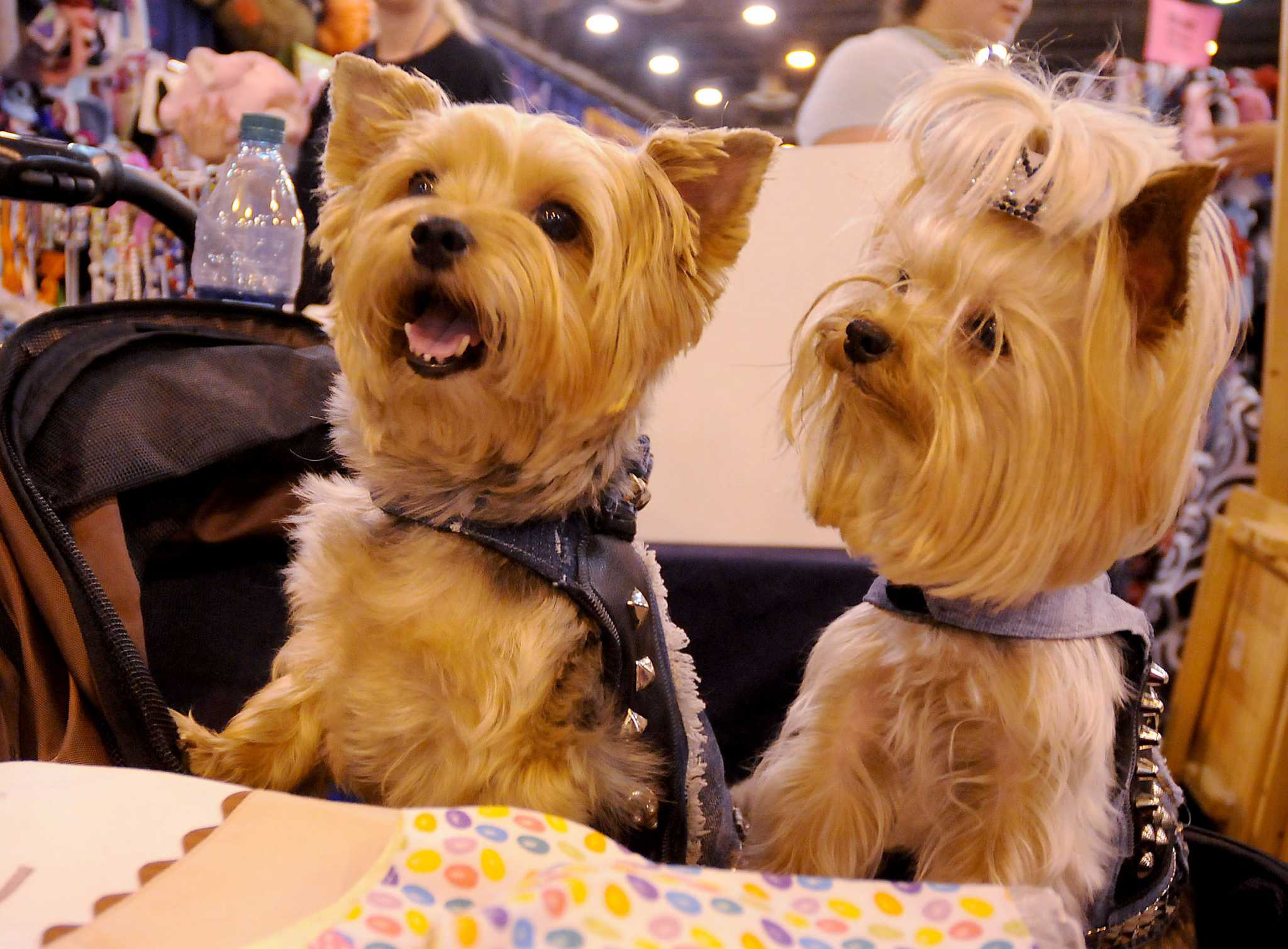 Dog rescue groups sniff out new homes