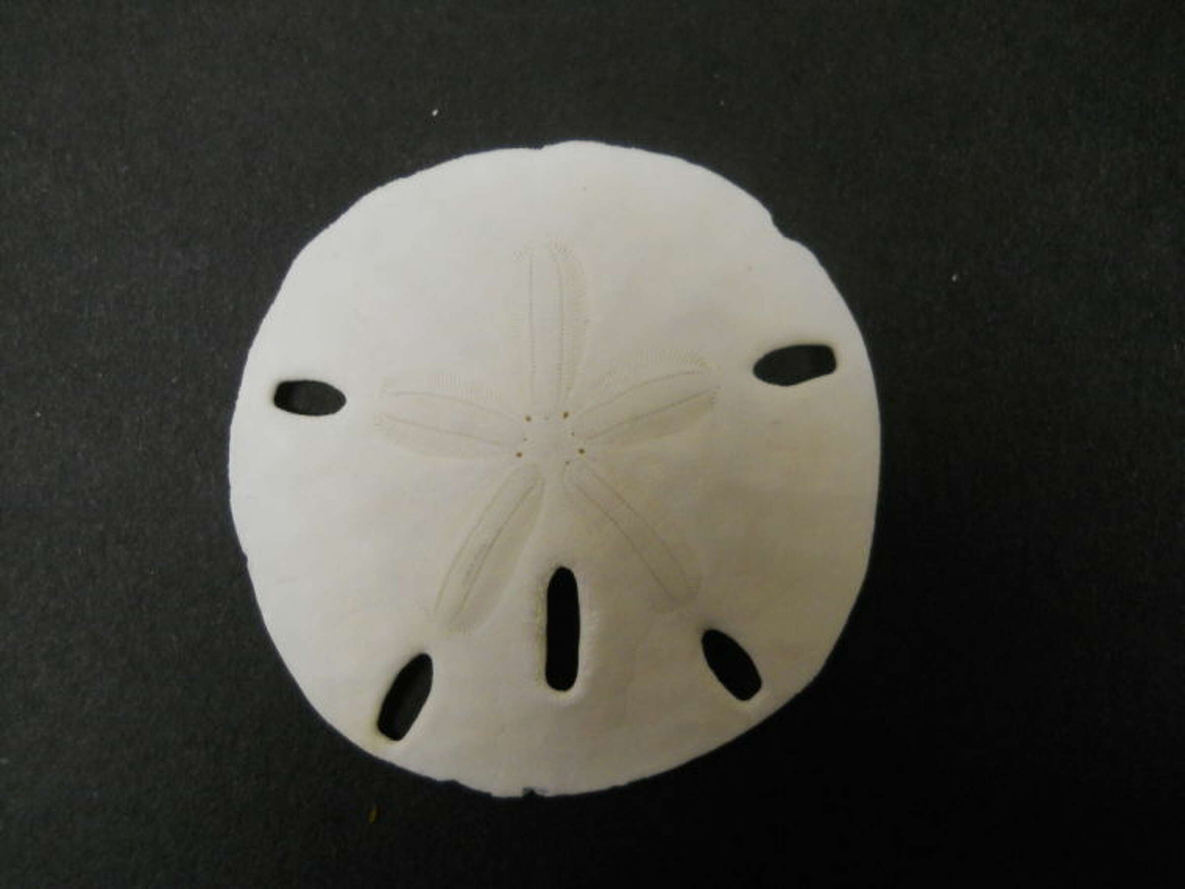 ‘Legend of the Sand Dollar’ teaches the lesson of Christ