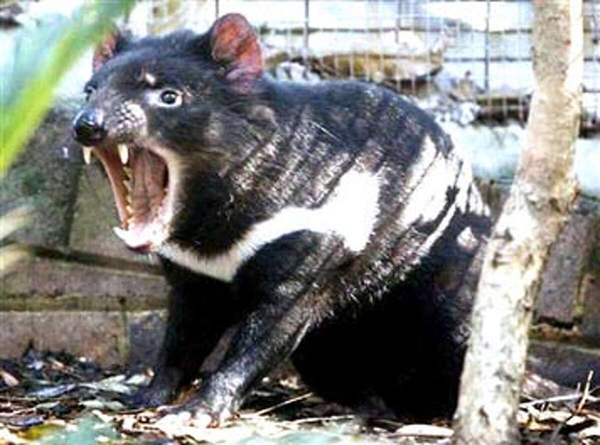 Pet of the Week - Tasmanian devil?