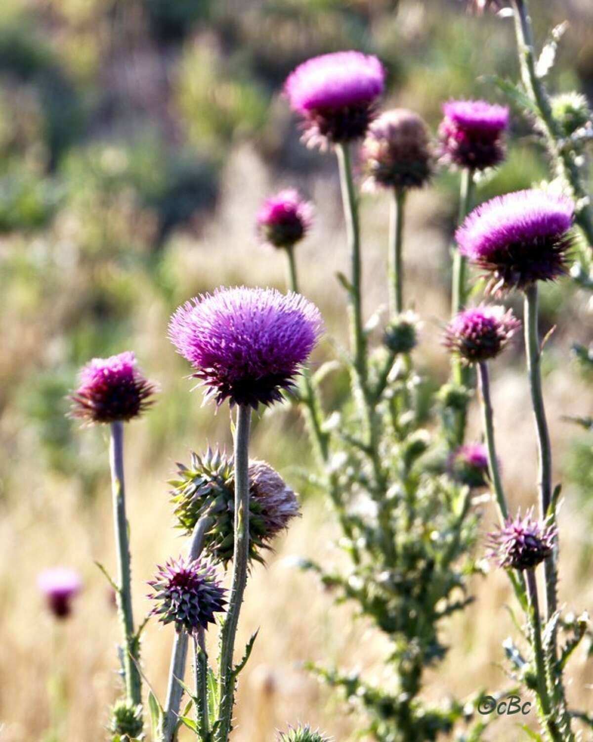 Thistles