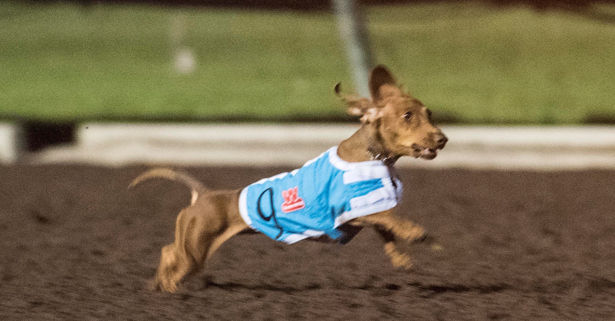Weenie dog nationals