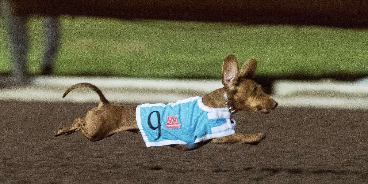 Video: Adorable national wiener dog race find the fastest pooch in the West