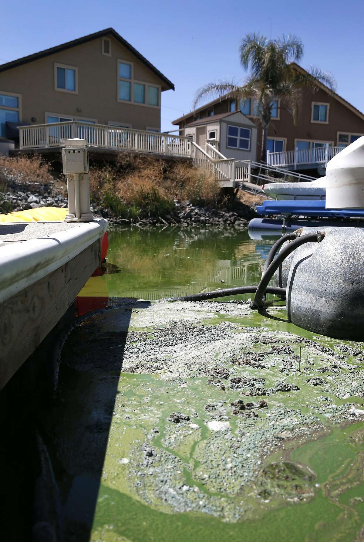 Latest algae bloom, in Discovery Bay, threatens way of life