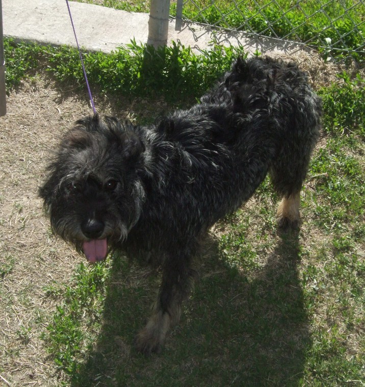 Some pets being held for ransom