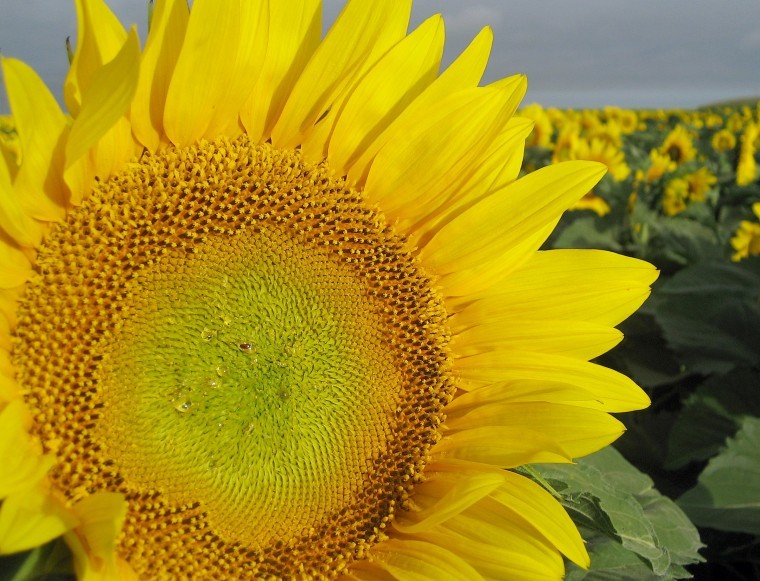 Sunflowers take advantage of long taproot - Plainview Daily Herald