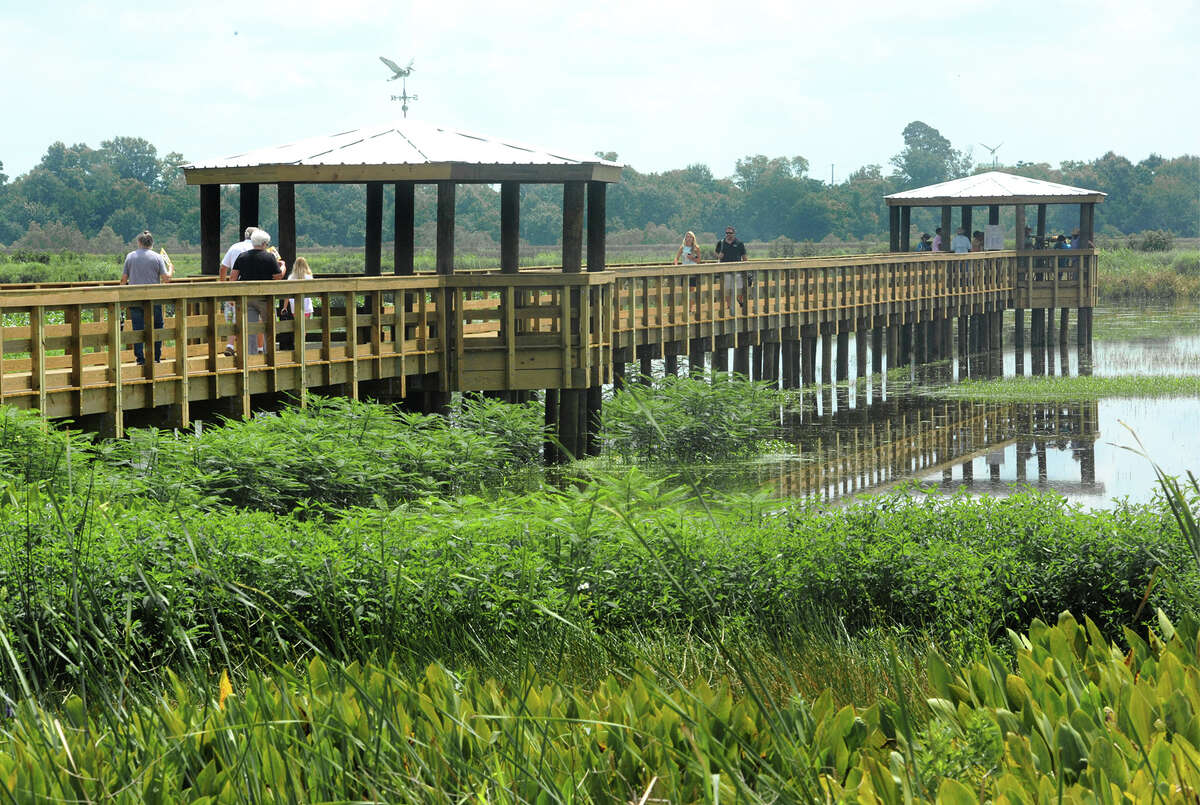 Cattail Marsh: The Gift in Our Backyard