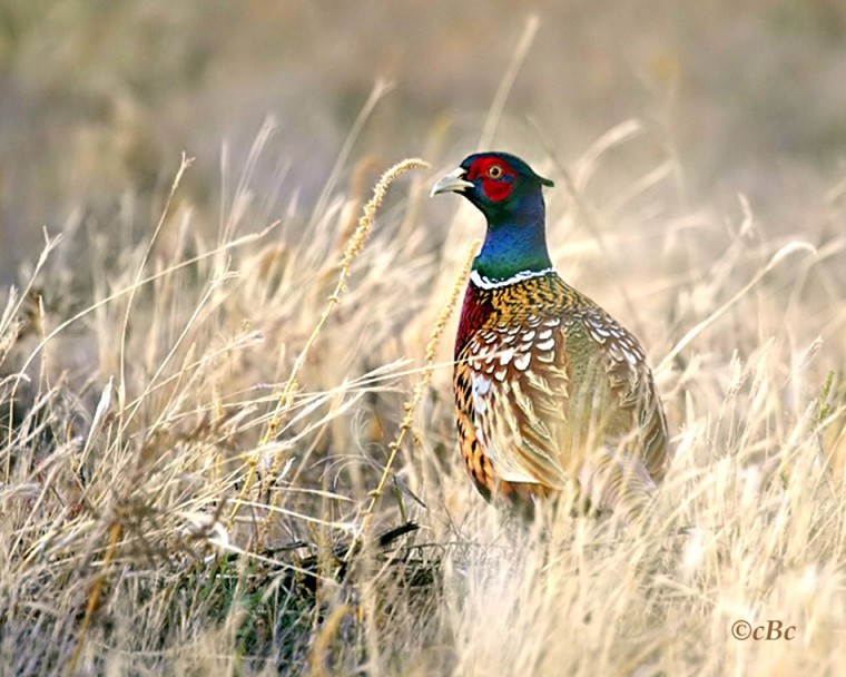 Pheasant season opens