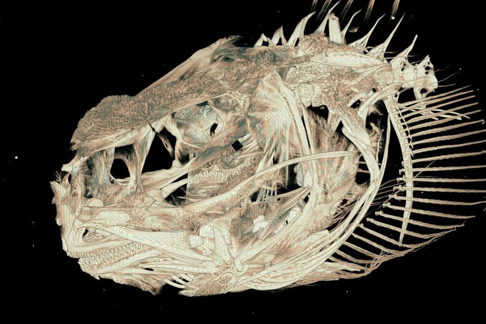 Scientist launches effort to digitize all fish