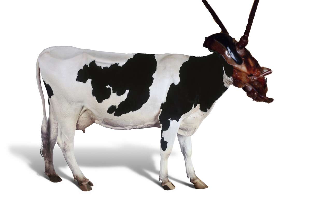 Scientists looking into mass production of cockroach milk for human ...