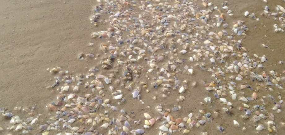 Video: Clams rising from Padre Island National Seashore make the beach ...