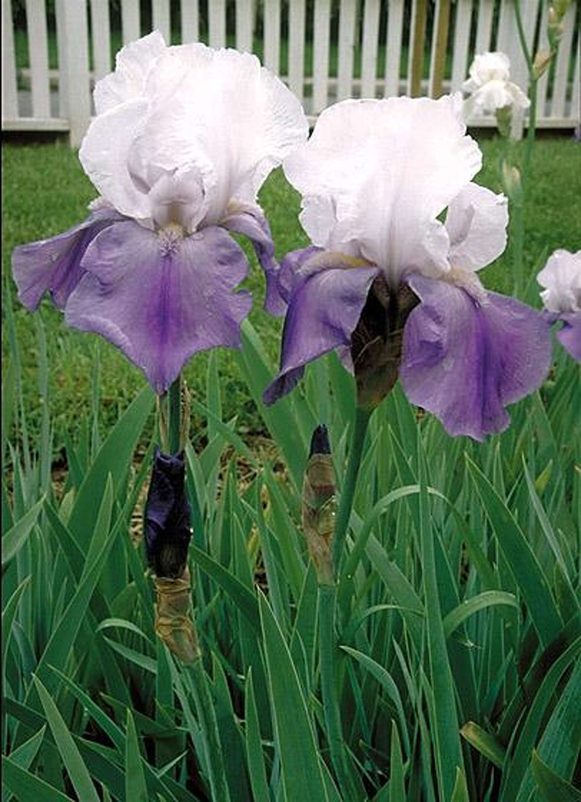 7 deer-proof plants perfect for S.A. to plant now