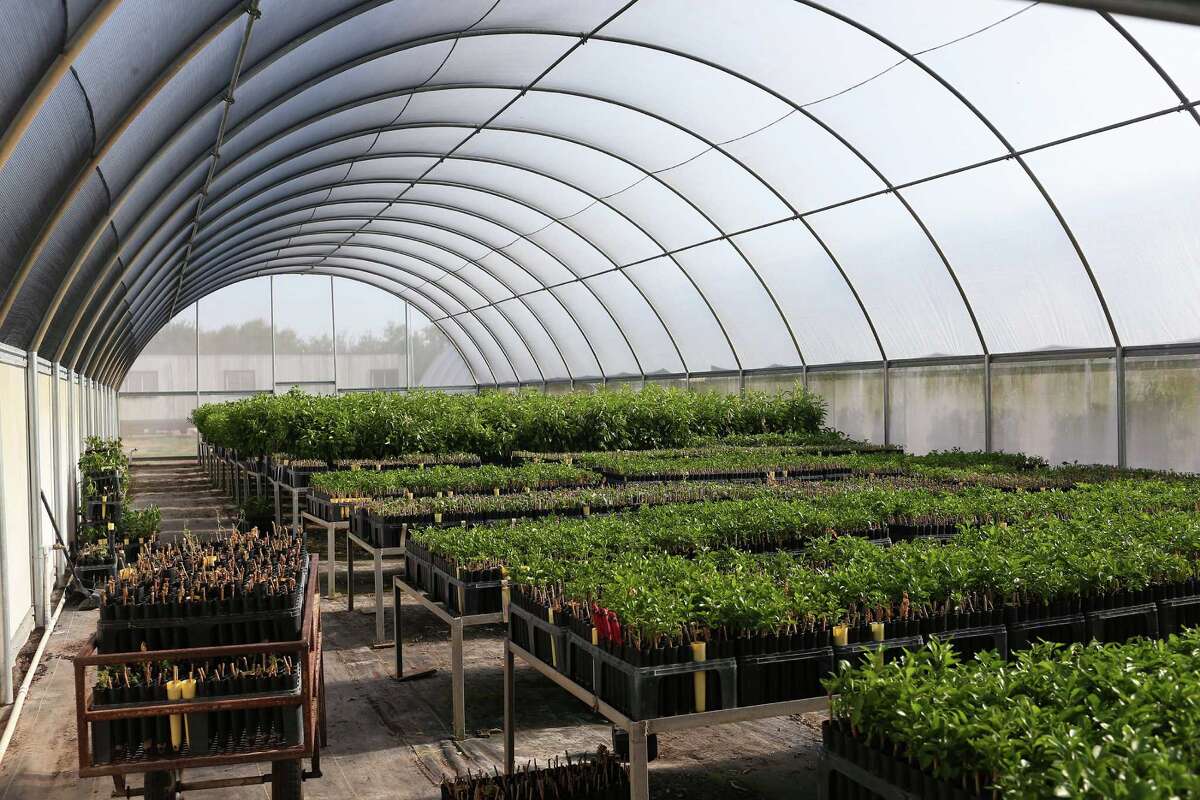 Plant pathologist promises “orange revolution” to South Texas growers