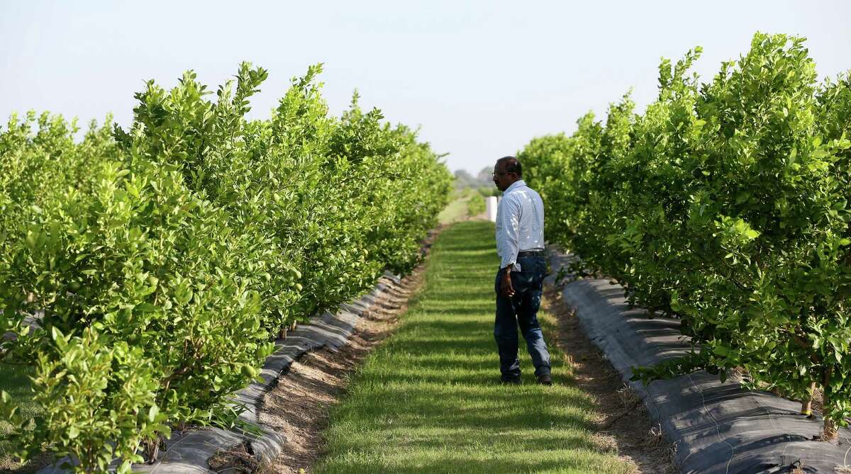 Plant pathologist promises “orange revolution” to South Texas growers