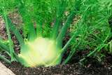 Fennel, wild or home-grown, makes a tasty harvest