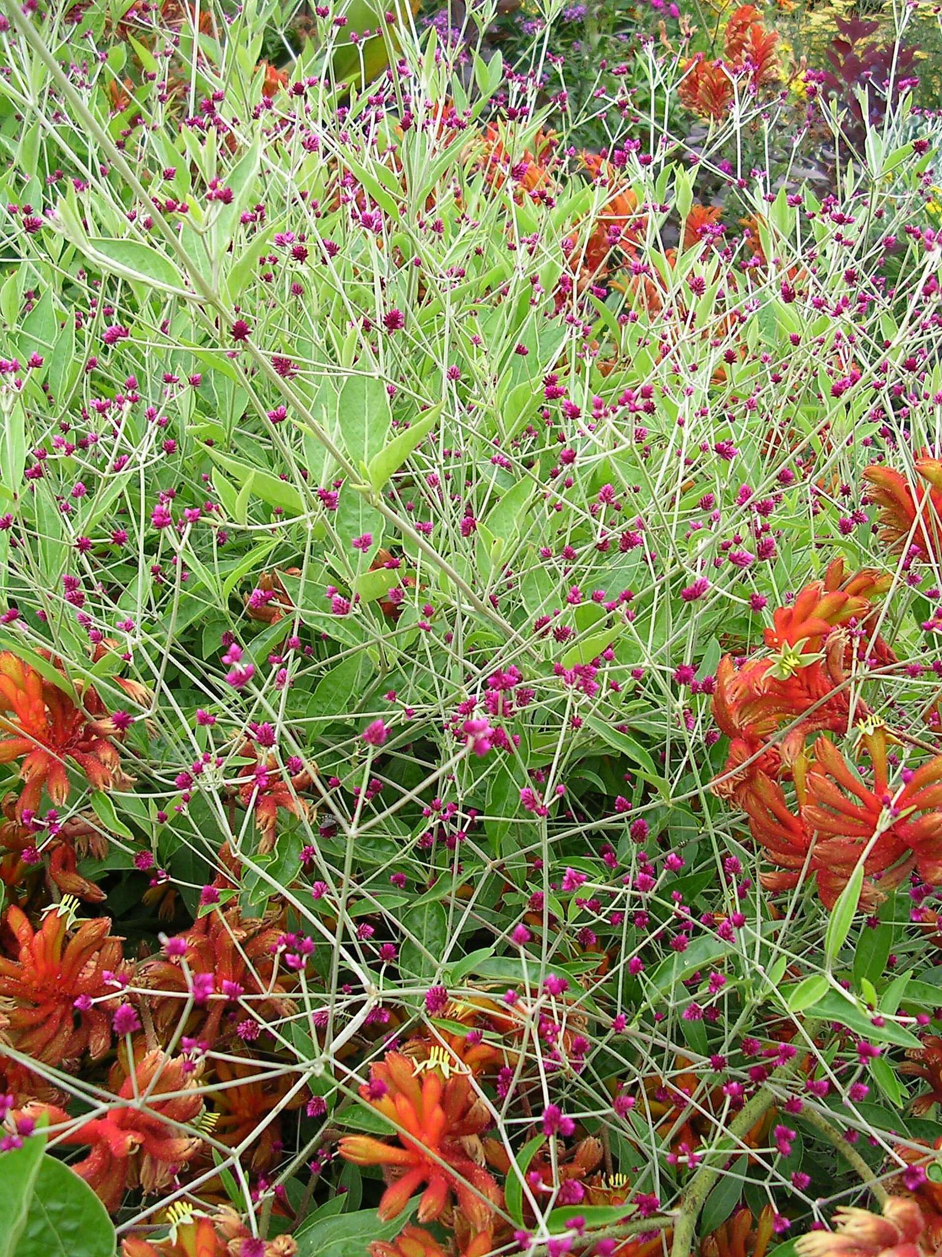 Plants in motion: Airy flowers dance in the breeze
