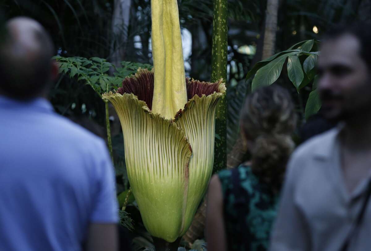 One of world's most extraordinary flowering structures to open