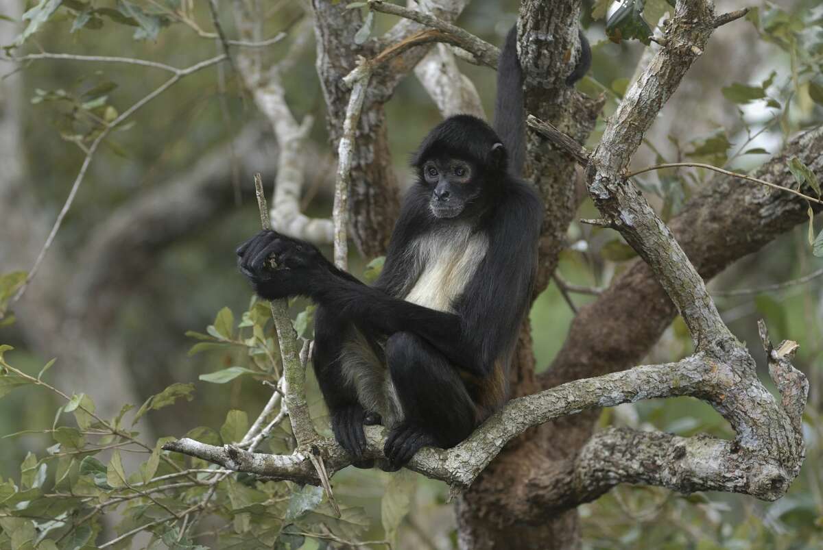 Spider monkeys on their way to Beardsley Zoo