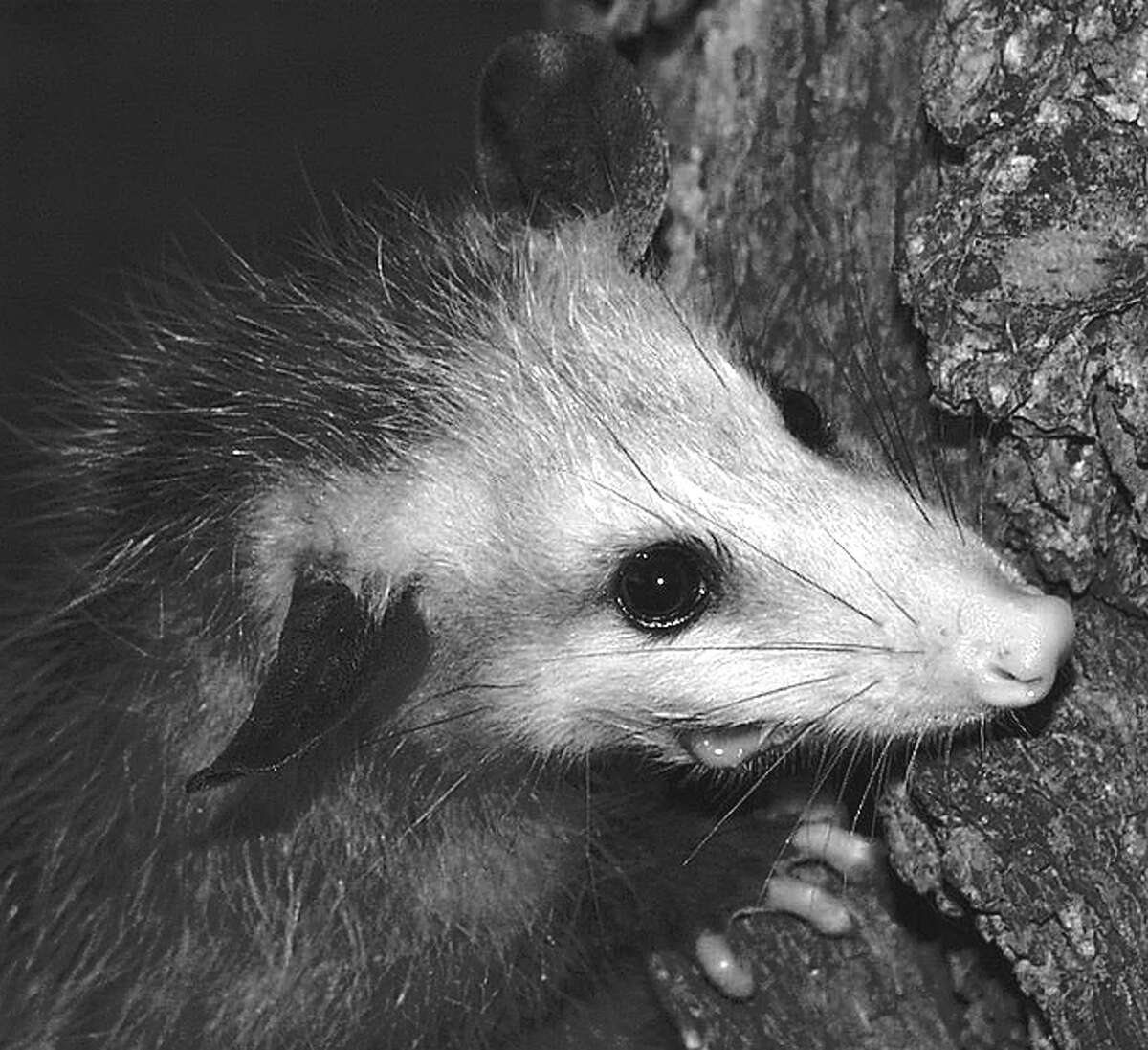 Rats! Foiled again. Can't keep rodents out of the backyard grill