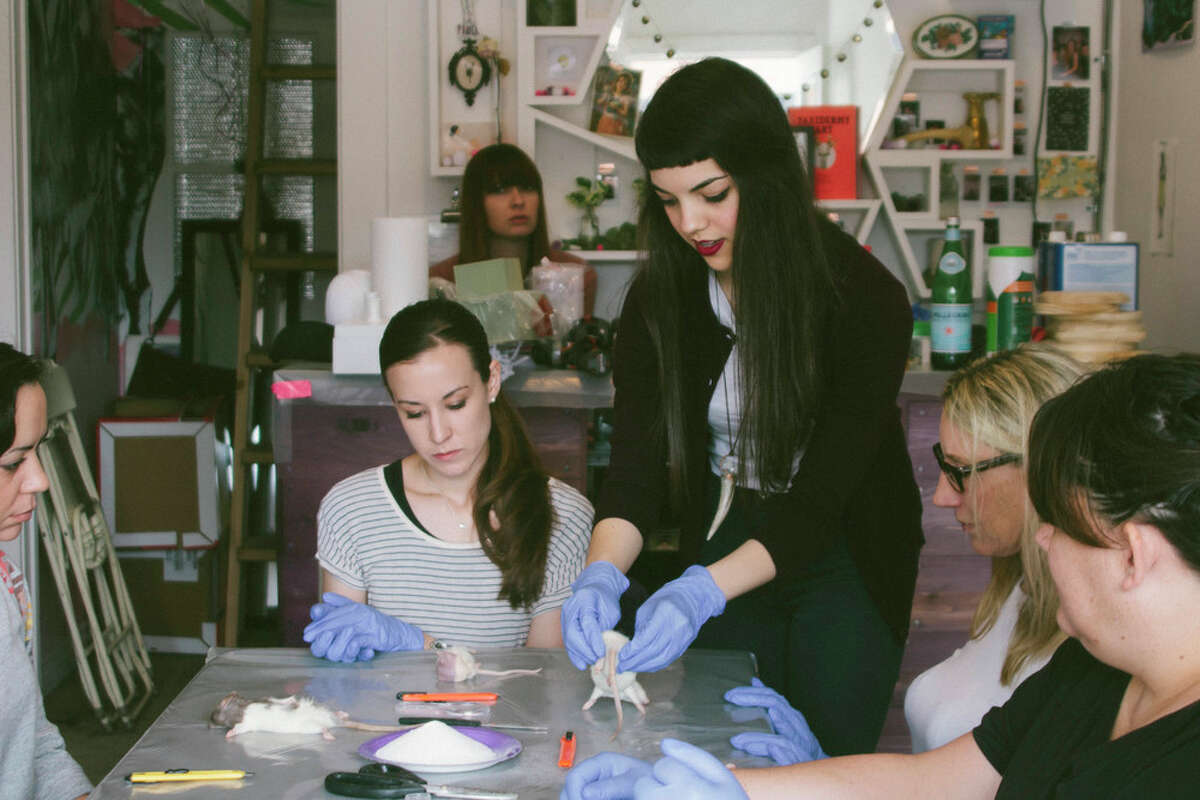 Artist to teach pop-up taxidermy class in Bay Area