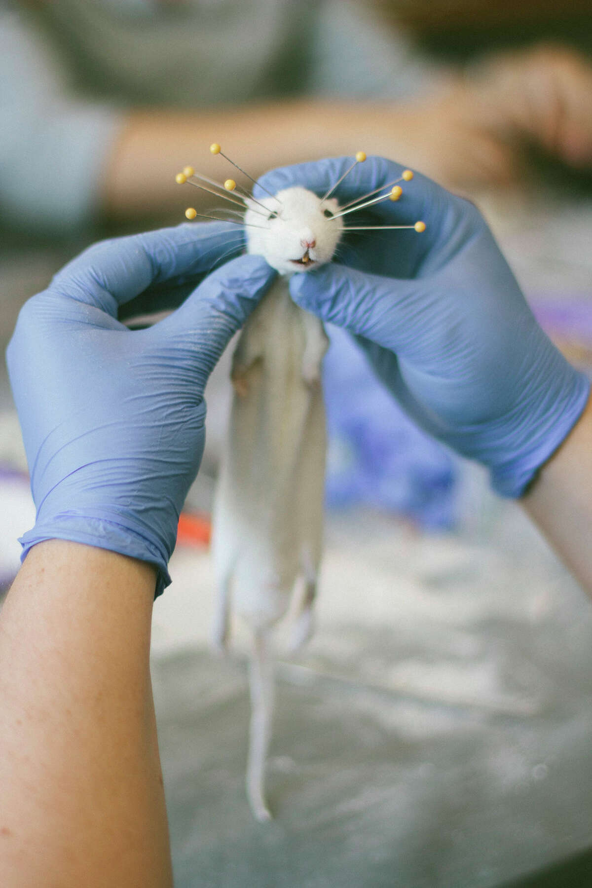 Artist to teach pop-up taxidermy class in Bay Area