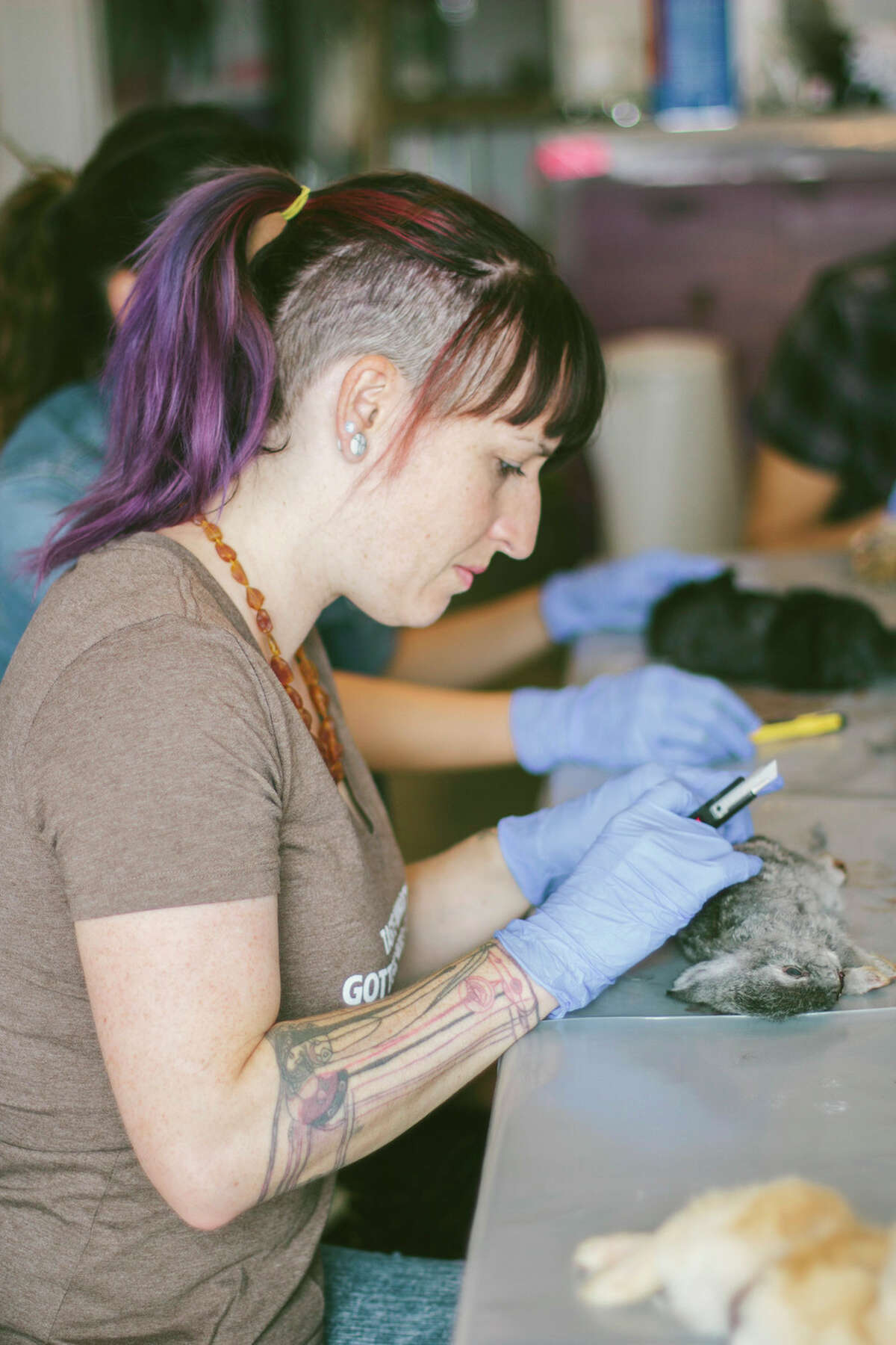 Artist to teach pop-up taxidermy class in Bay Area
