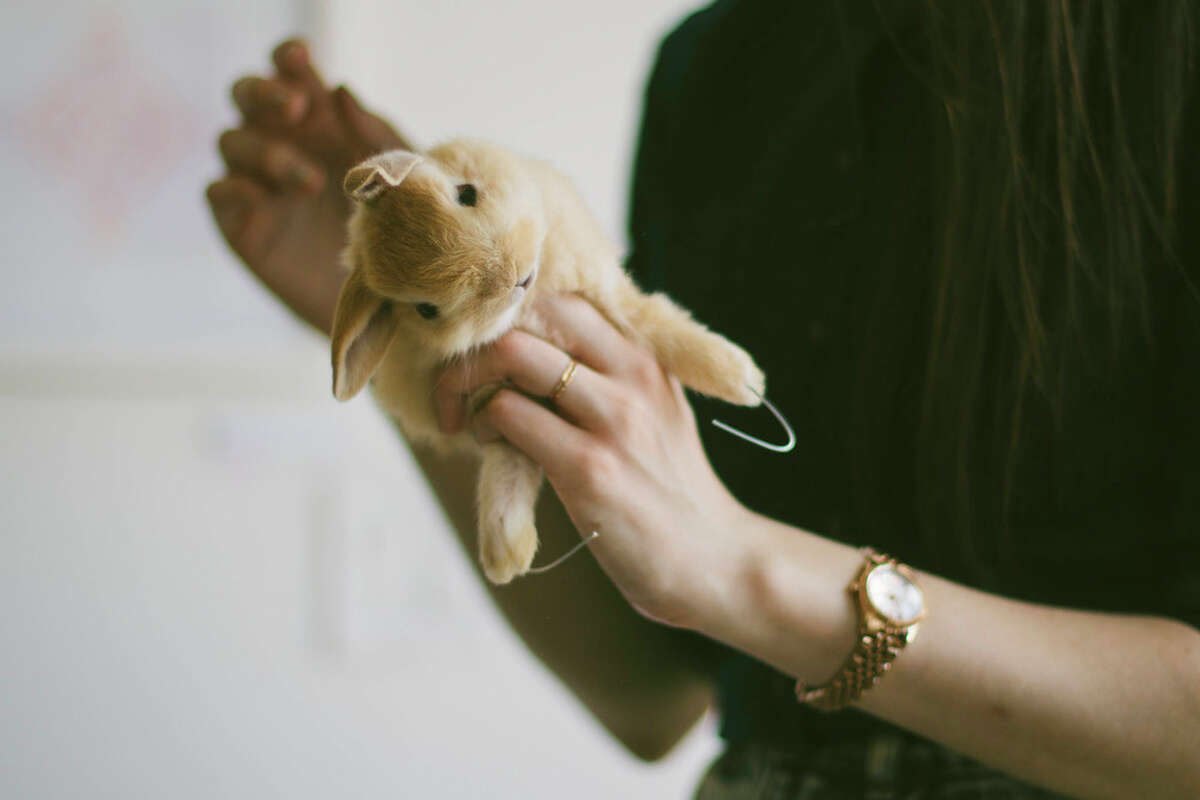 Artist to teach pop-up taxidermy class in Bay Area