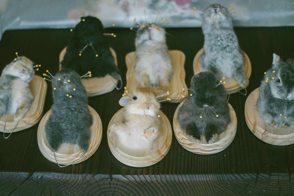 Artist to teach pop-up taxidermy class in Bay Area