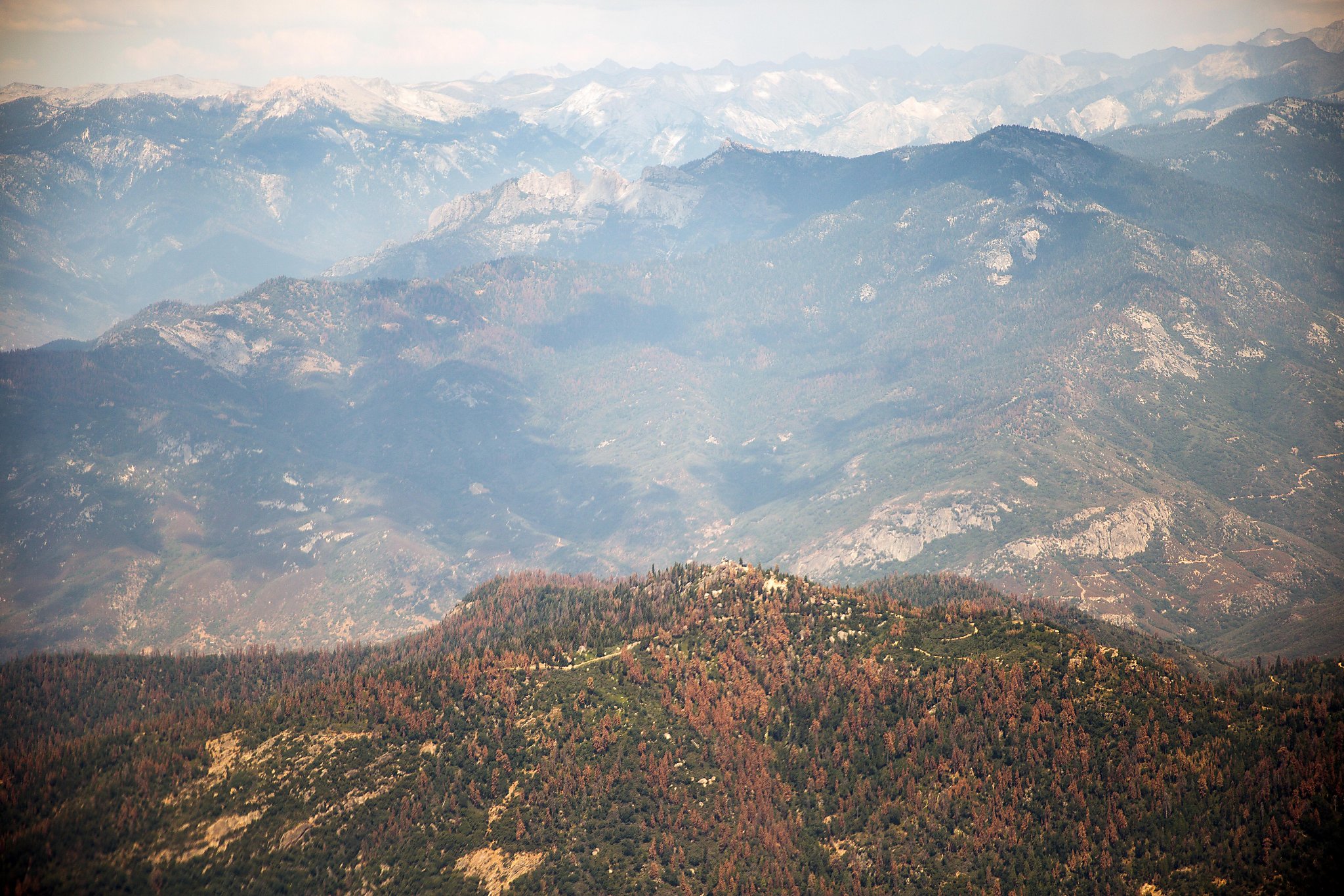 An eye-opening flight over California’s dying forests