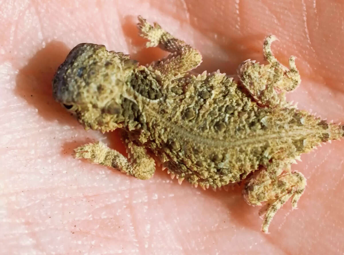 Photos: 25 adorable Texas Horned Lizards born at Mason Mountain ...