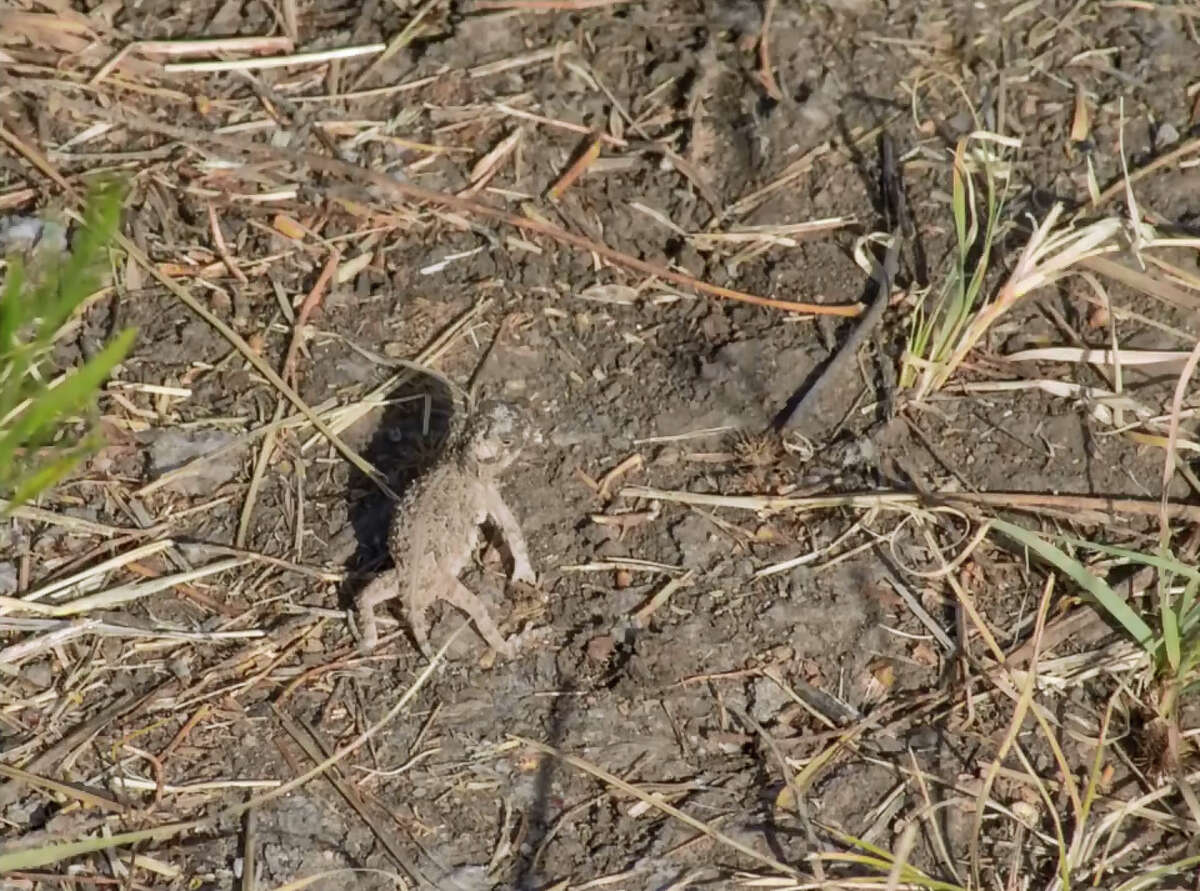 Photos: 25 adorable Texas Horned Lizards born at Mason Mountain ...