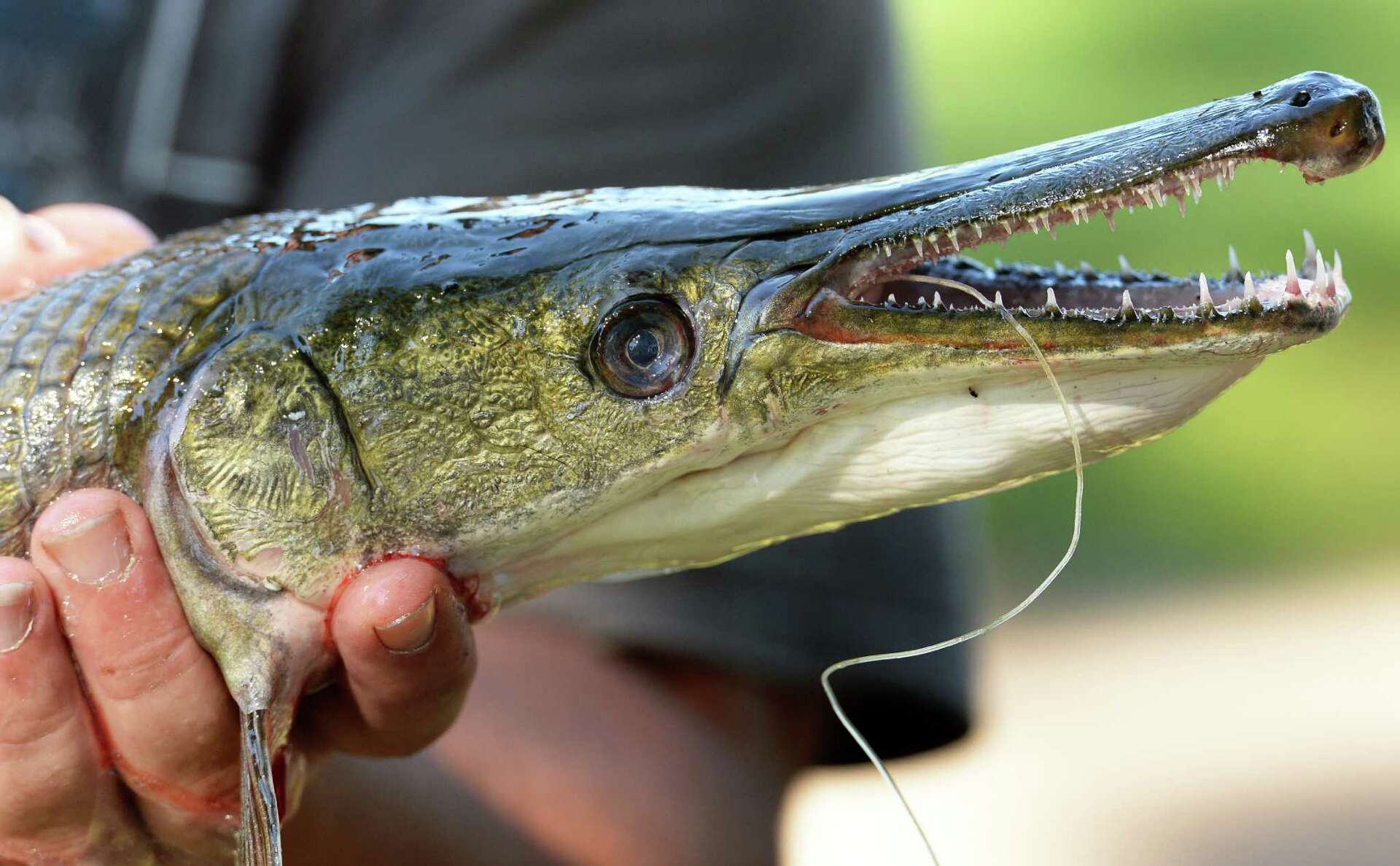 Alligator gar snagged in Schenectady